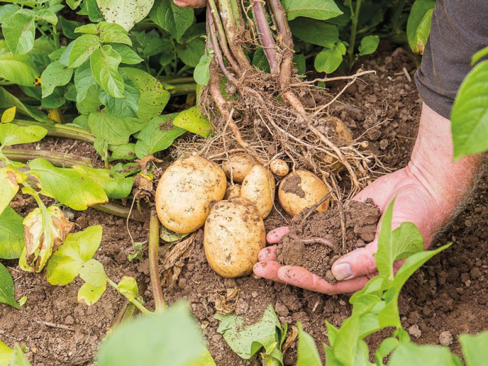 The Northumberland Family That Have Been Growing 'Particularly Good Potatoes' For More Than 90 ...